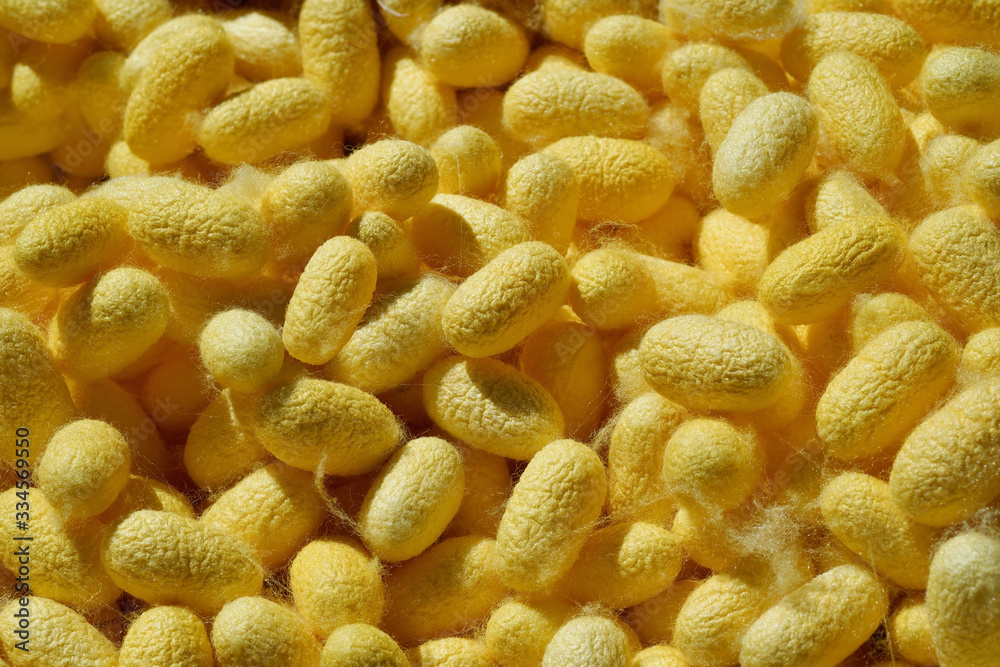 cocoons of silkworm in close up shot. silkworm is a source of silk ...
