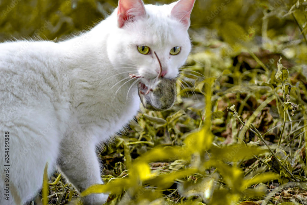 gato cazando Stock Photo | Adobe Stock