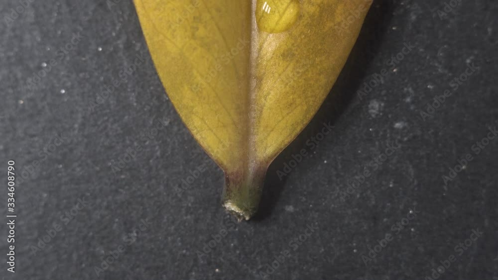 Macro close up footage of yellow leaf fallen from ficus tree with ...