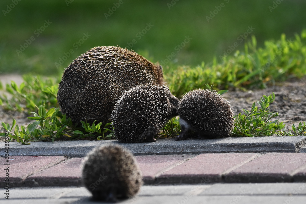 Prickly People