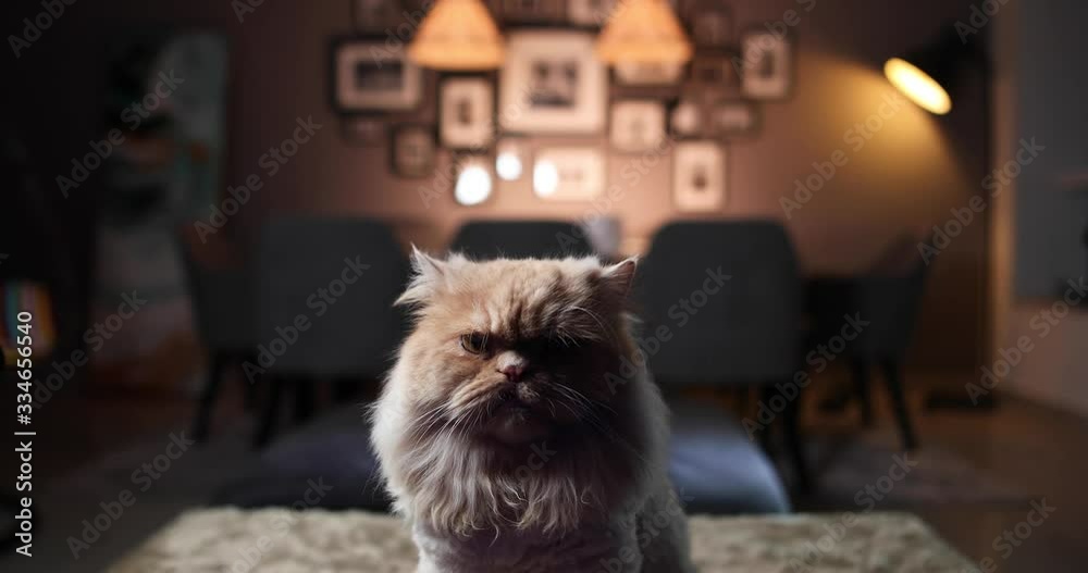 Cat looking around the room and to the camera Stock Video | Adobe Stock