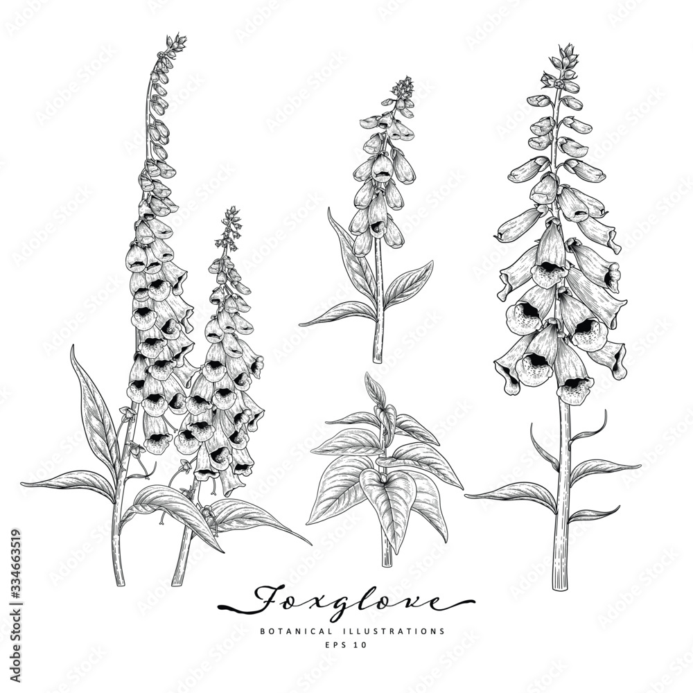 Sketch Floral decorative set. Foxglove flower drawings. Black and white ...