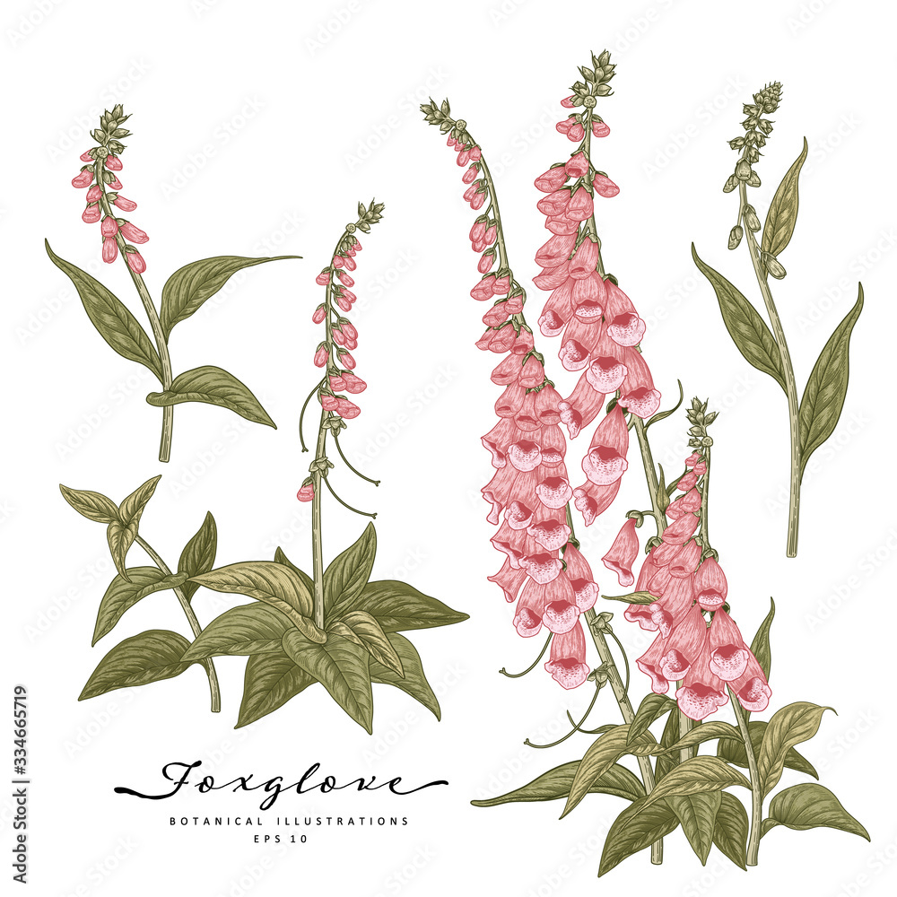 Foxglove Flower Drawing