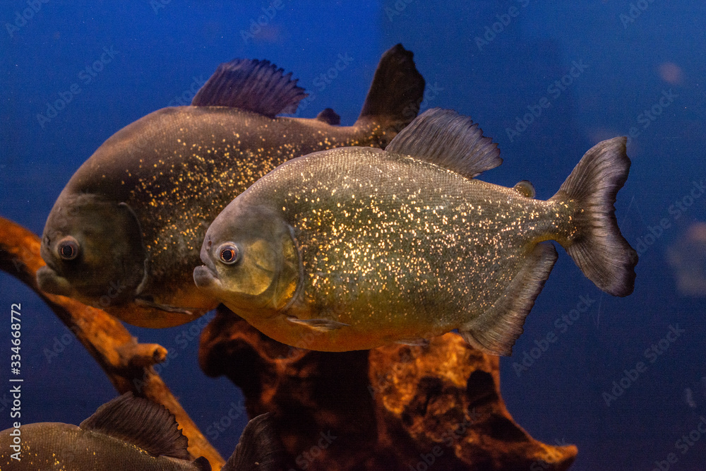 Pygocentrus cariba black spot piranha Stock Photo | Adobe Stock