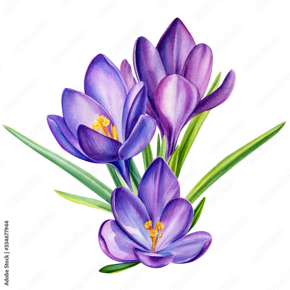 greeting card with spring crocus flowers, watercolor painting, hand ...