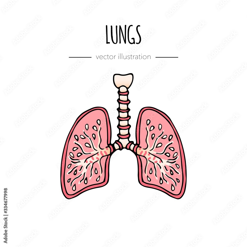 Hand drawn doodle healthy Lungs icon Vector illustration. Human ...
