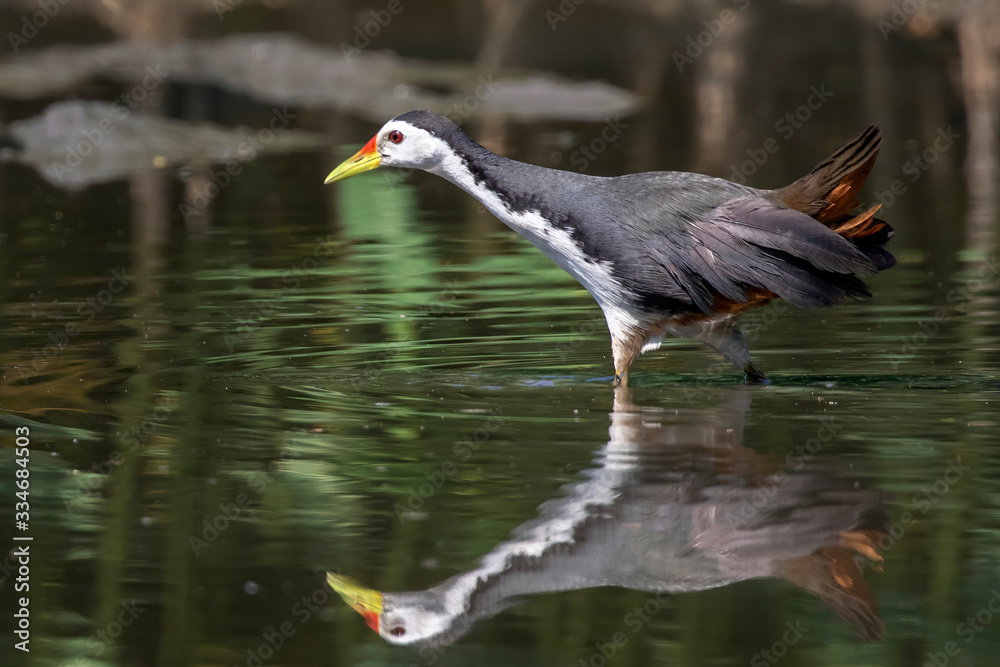 Image of white-breasted waterhen bird(Amaurornis phoenicurus) are ...