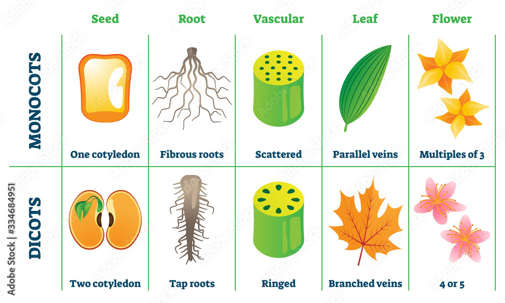 Monocots and dicots vector illustration. Labeled comparison division ...