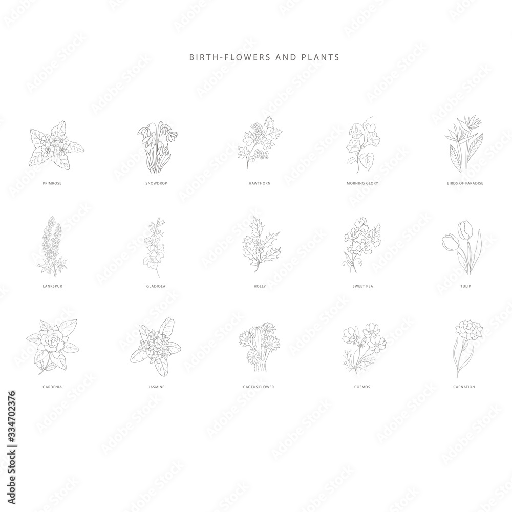 Set of hand drawn birth flower. Plant design elements. Stock Vector ...