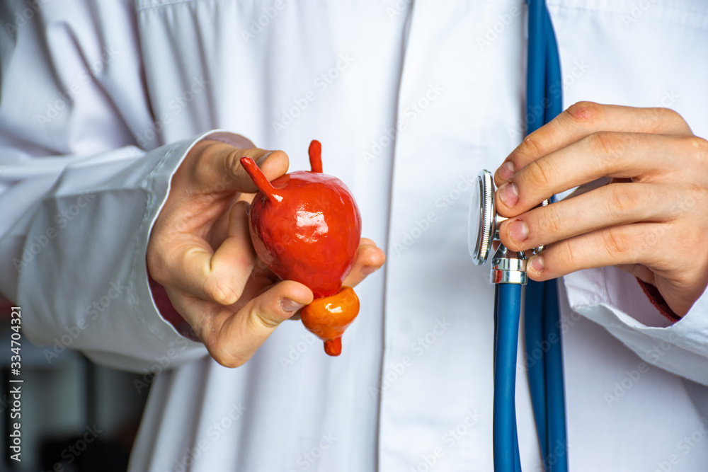 Concept photo of diagnosis in urology. Doctor hold in one hand model of ...