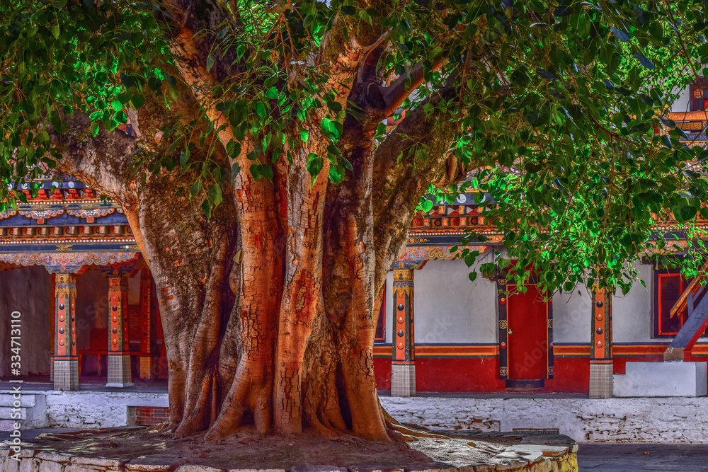 Huge buddhist bodhi tree under which lord buddha had sat in bhutan ...