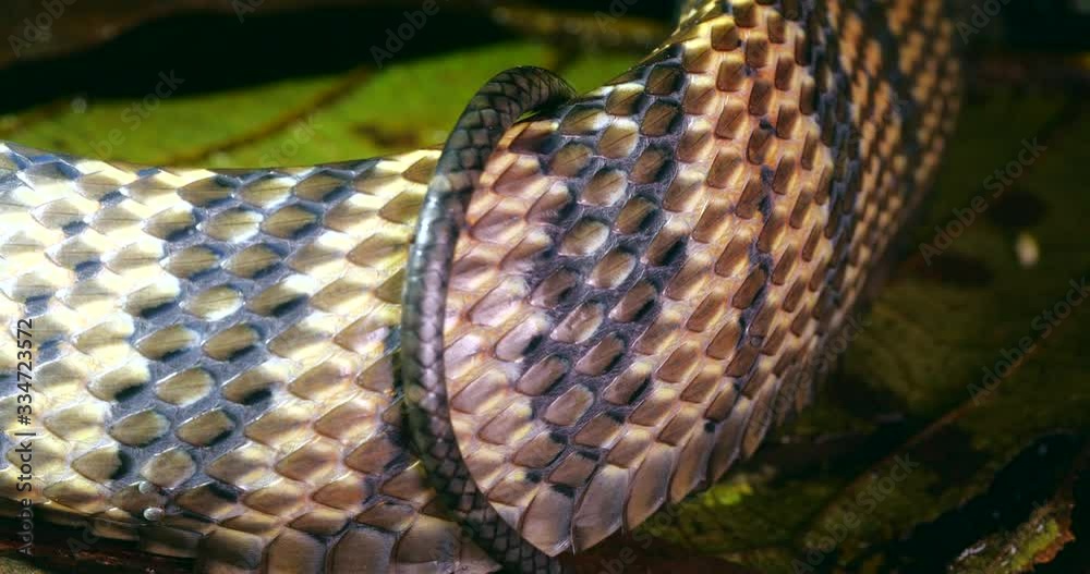 Vidéo Stock Yellow-bellied Puffing Snake (Spilotes sulphureus) with ...