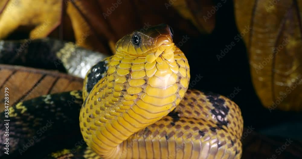 Yellow-bellied Puffing Snake (Spilotes sulphureus) with neck inflated ...