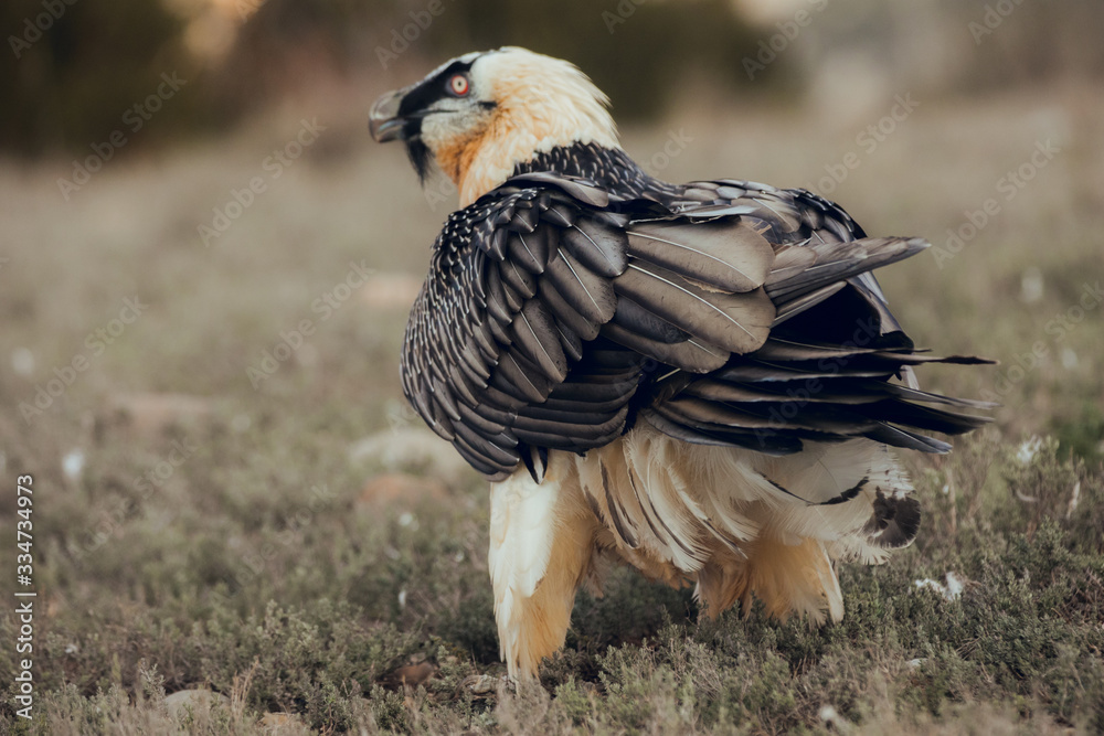 Vulture Bird Eating
