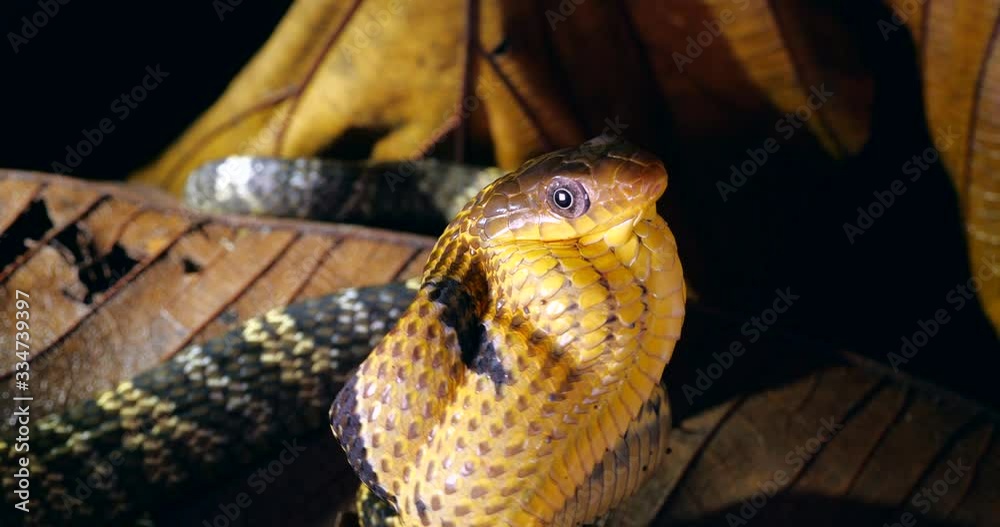 Yellow-bellied Puffing Snake (Spilotes sulphureus) with neck inflated ...