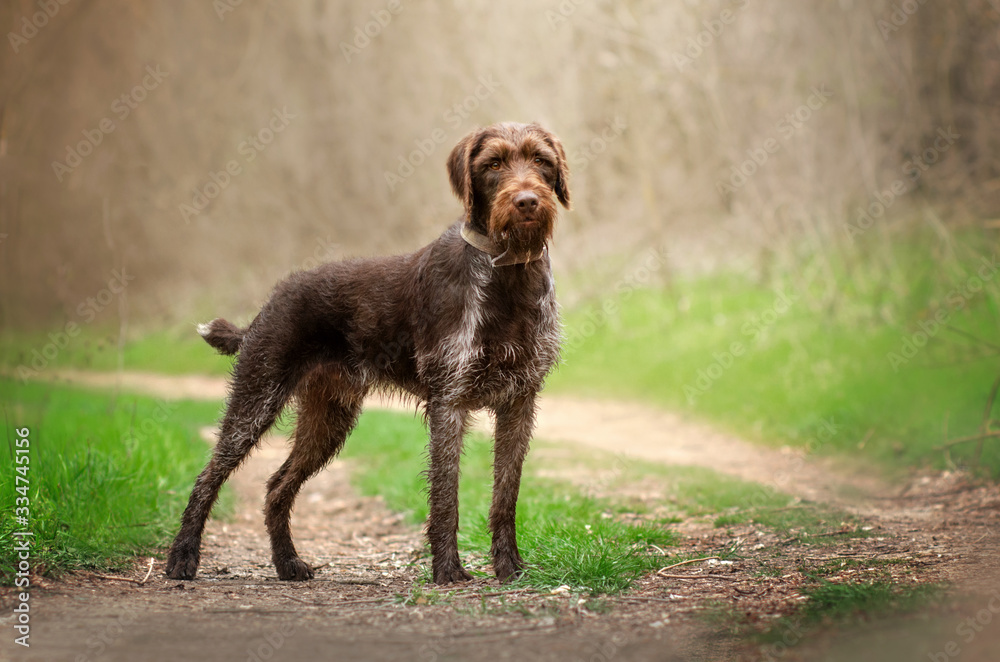 Drahthaar hunting dog beautiful portrait in the forest spring walk with ...