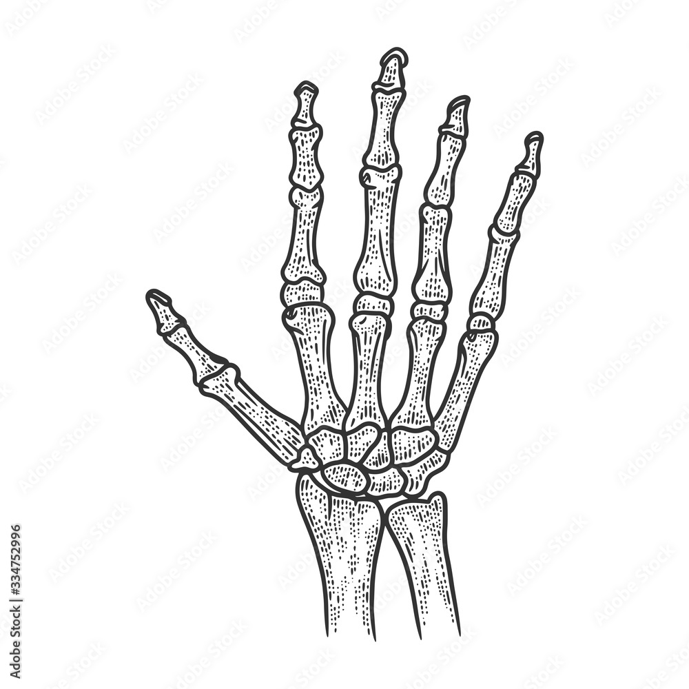 Human hand skeleton sketch engraving vector illustration. T-shirt ...