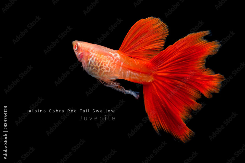 Guppy & Betta Fish Colorful Color Tropical Fish Stock Photo | Adobe Stock