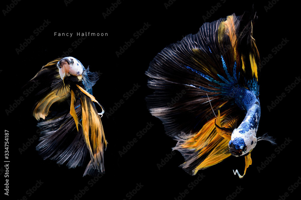 Guppy & Betta Fish Colorful Color Tropical Fish Stock Photo | Adobe Stock