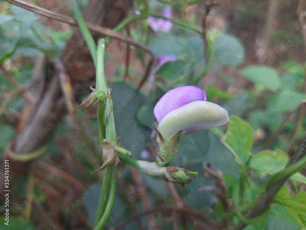Cowpea Flower