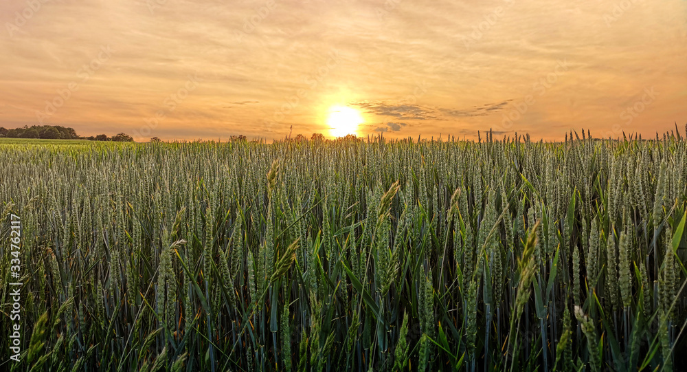 Defocused scenic landscape of green ripening wheat field with trees in ...