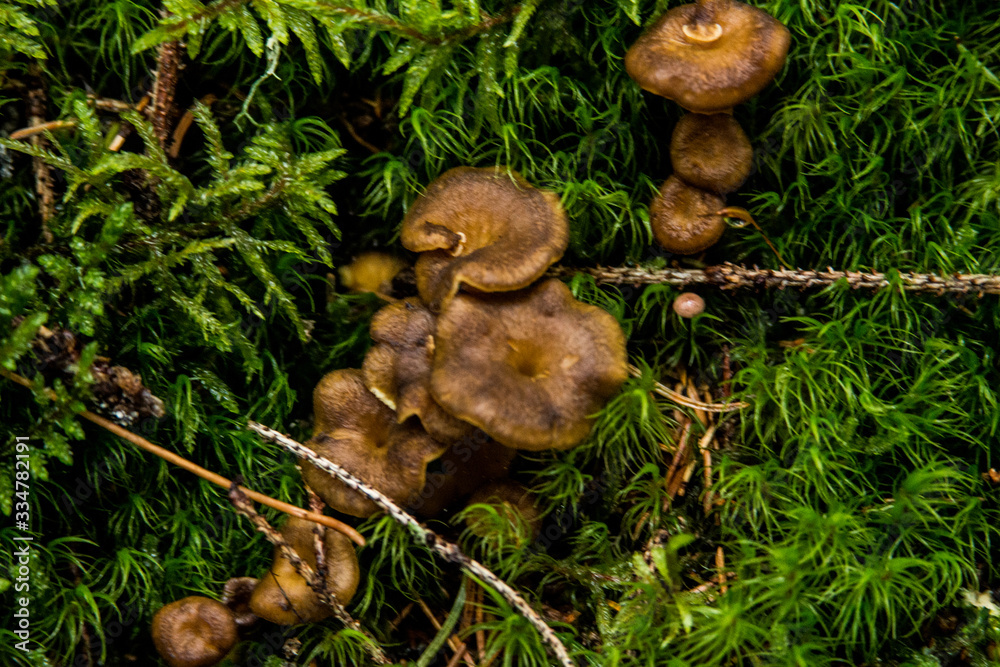 Champignons en foret Stock Photo | Adobe Stock