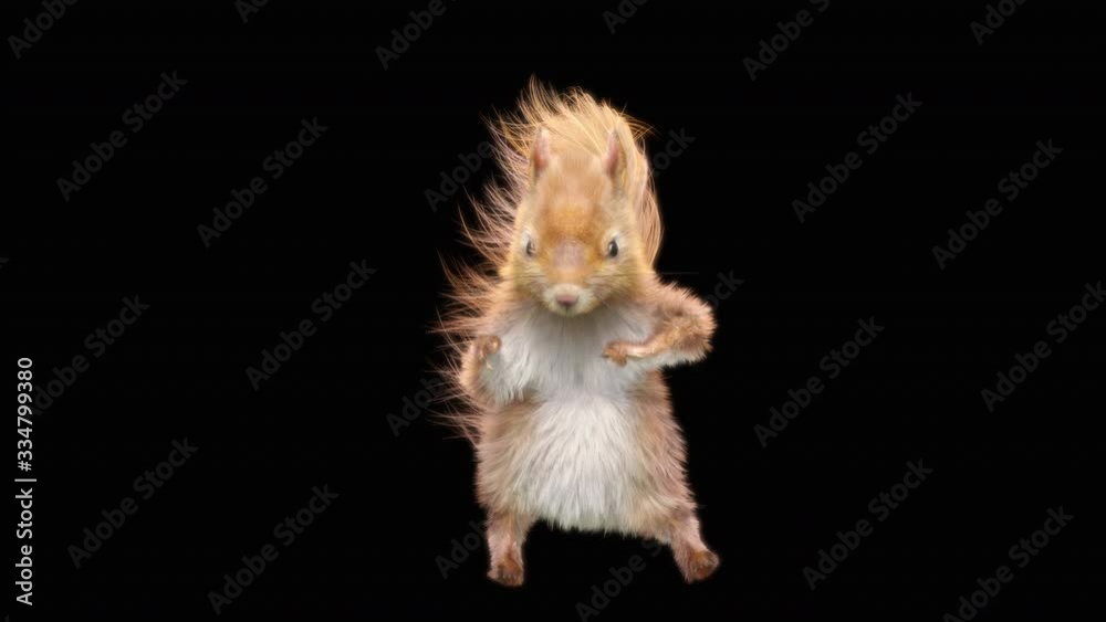 squirrel Dance CG fur 3d rendering animal realistic CGI VFX Animation ...