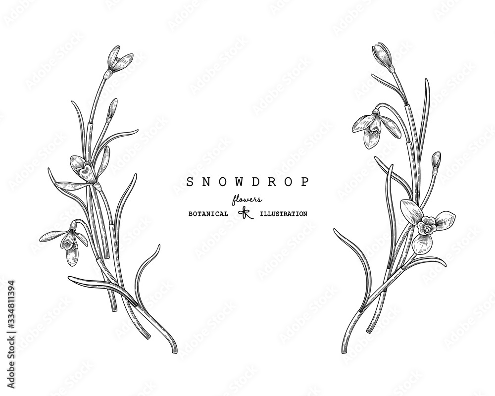 Sketch Floral decorative set. Snowdrop flower drawings. Black and white ...