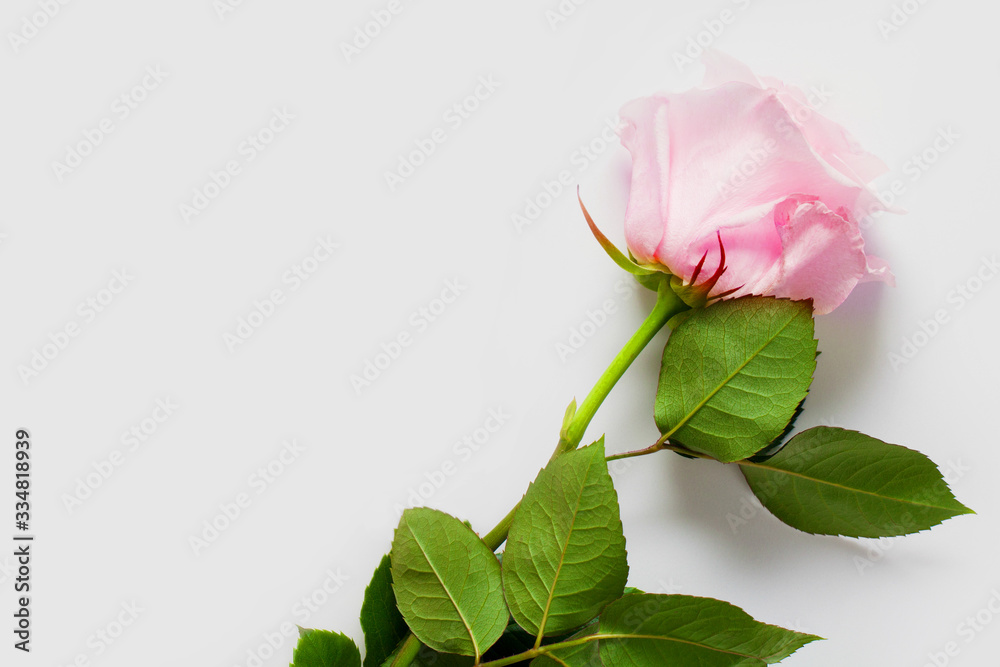 Pink rose on a white background, with place for text, with copy space ...