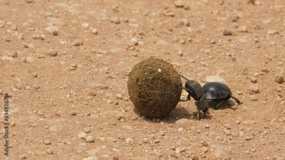 Vidéo Stock A pair of flightless dung beetles pushing a dung ball ...