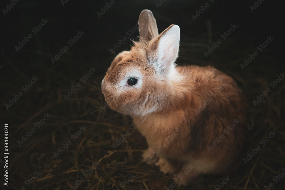 Dark Brown Rabbit