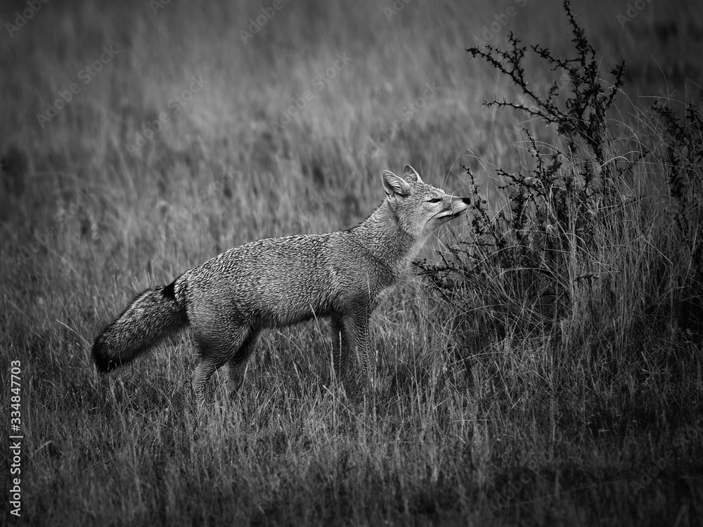 Zorro Chilla de Torres del Paine Stock Photo | Adobe Stock
