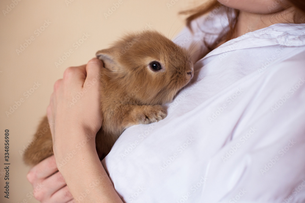 Girl holding a little red rabbit on a light background. A red fluffy ...