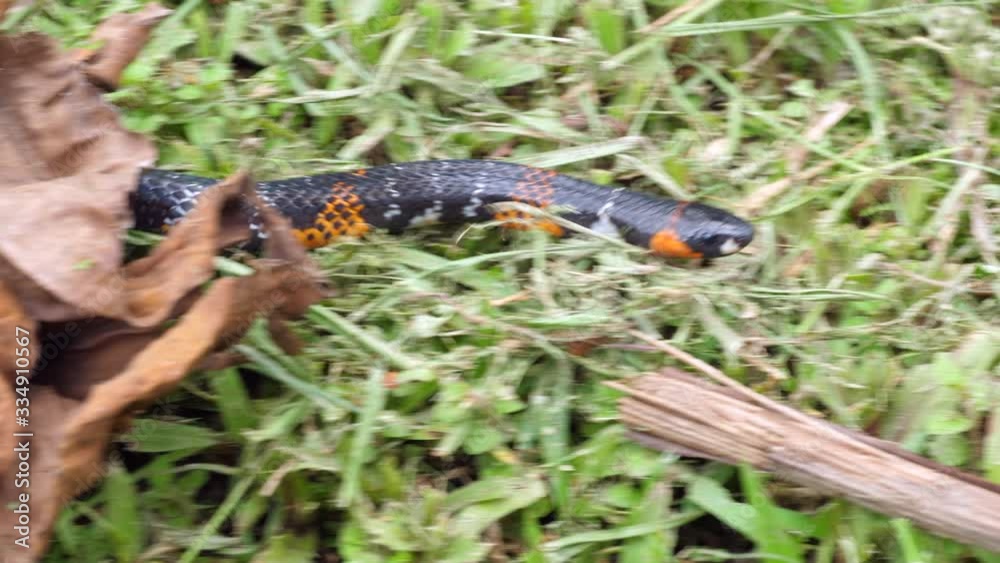 Black Ground Snake (Atractus elaps). This is a false coral snake. The ...