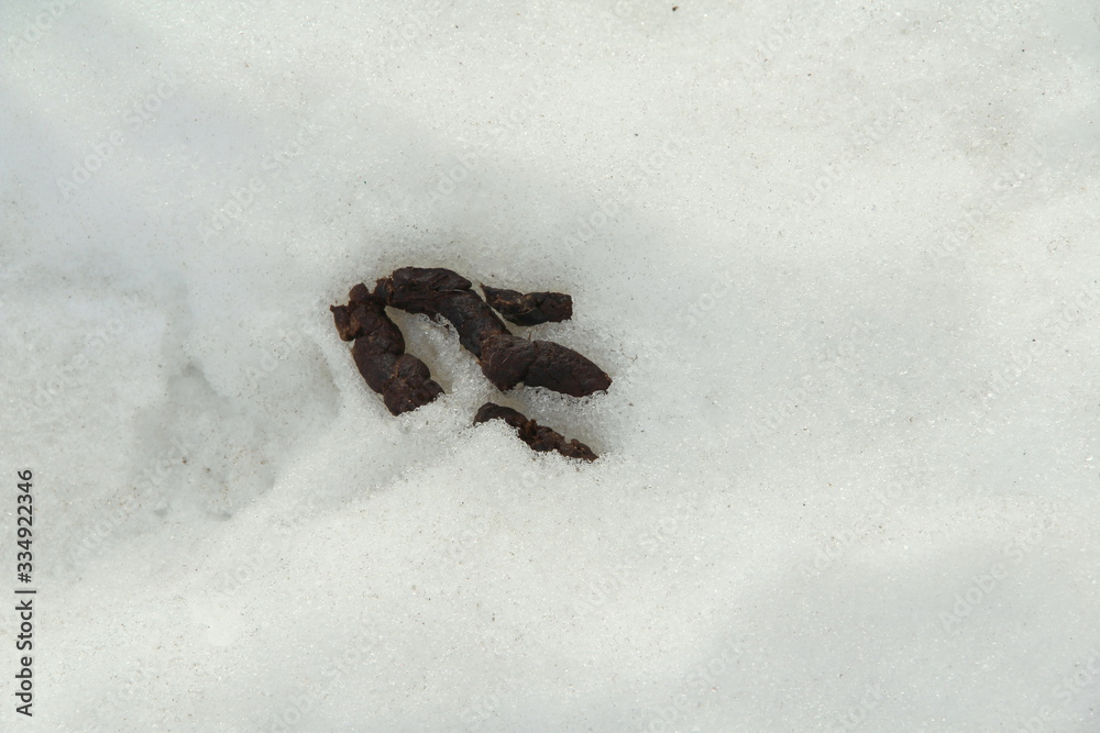 Dog excrement lies in the snow in winter. Poop on the ground. A bunch ...