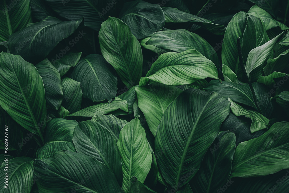 The background image that is green, the colors of the autumn leaves are ...