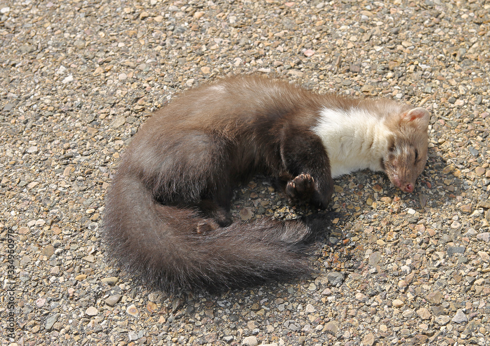 The beech marten (Martes foina), also known as the stone marten or ...