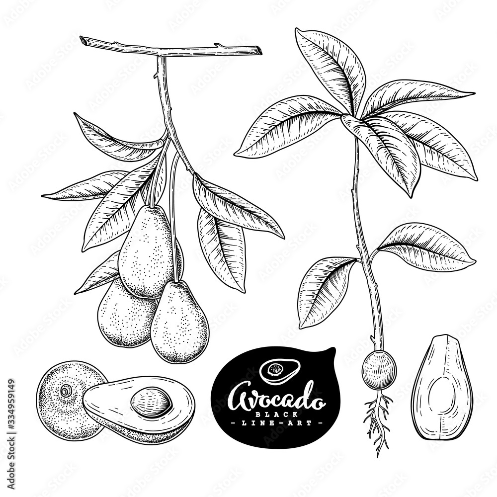Vector Sketch avocado decorative set. Hand Drawn Botanical ...