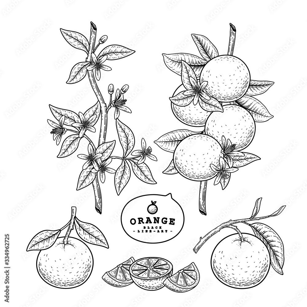 Vector Sketch citrus fruit decorative set. Orange. Hand Drawn Botanical Illustrations. Black and ...