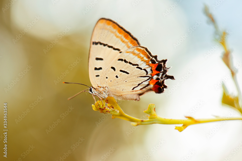 Imperial Blue Butterfly also known as Jalmenus Evagoras Stock Photo ...