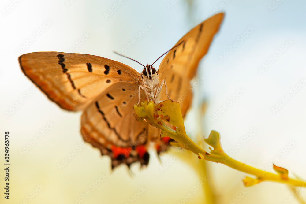 Imperial Blue Butterfly also known as Jalmenus Evagoras Stock Photo ...