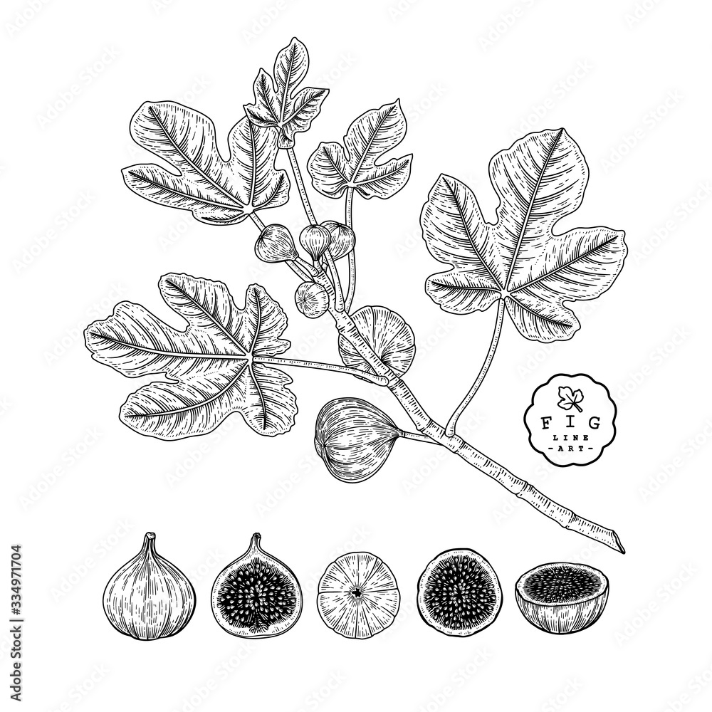 Vector Sketch Fruit decorative set. Fig. Hand Drawn Botanical ...