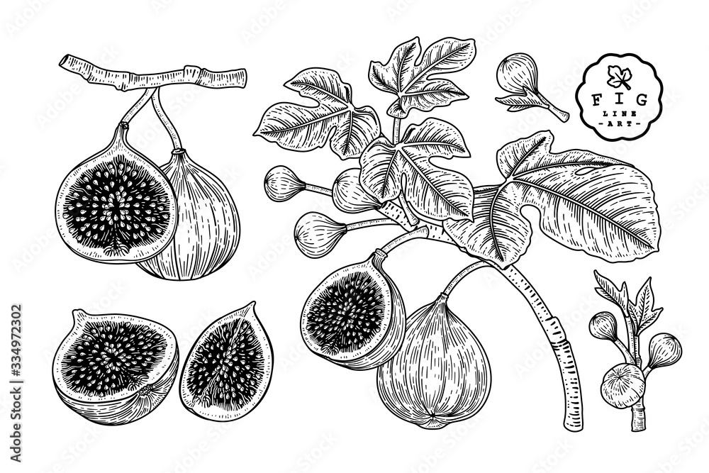 Vector Sketch Fruit decorative set. Fig. Hand Drawn Botanical ...
