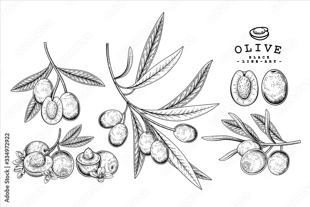 Vector Sketch Olive decorative set. Hand Drawn Botanical Illustrations ...