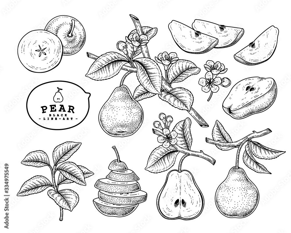 Vector Sketch Pear decorative set. Hand Drawn Botanical Illustrations ...