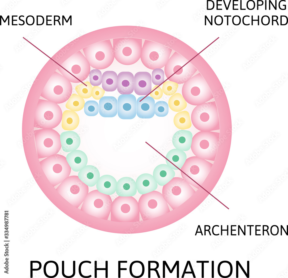 Notochord Human Embryo