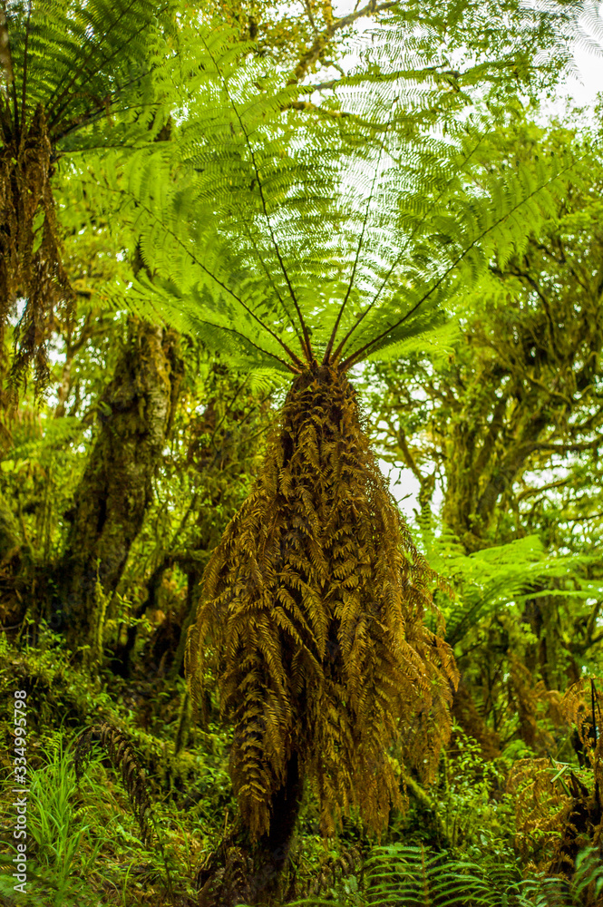 Forest of Giant Fern Trees with Green Leaves that Give Shadows Because ...