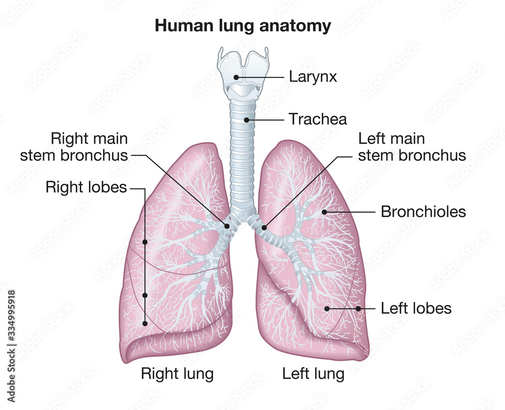 Human lungs anatomy, medically illustration Stock Illustration | Adobe ...