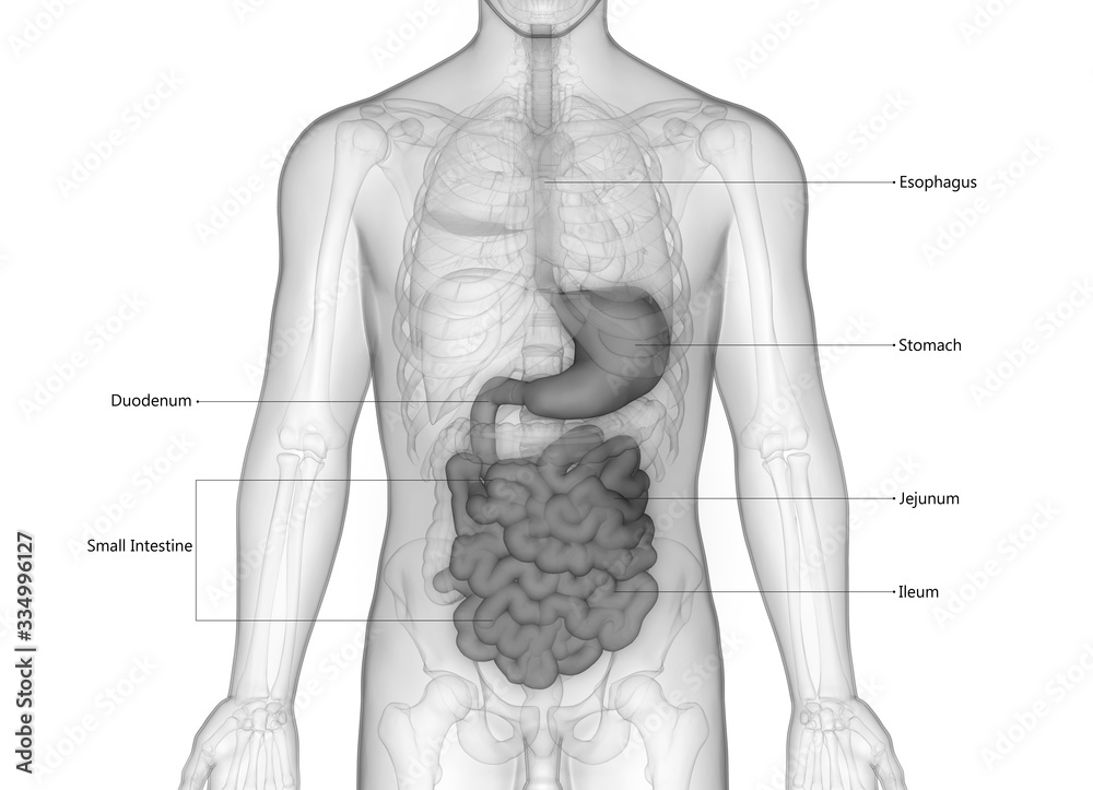 Human Digestive System Stomach with Small Intestine Described with ...