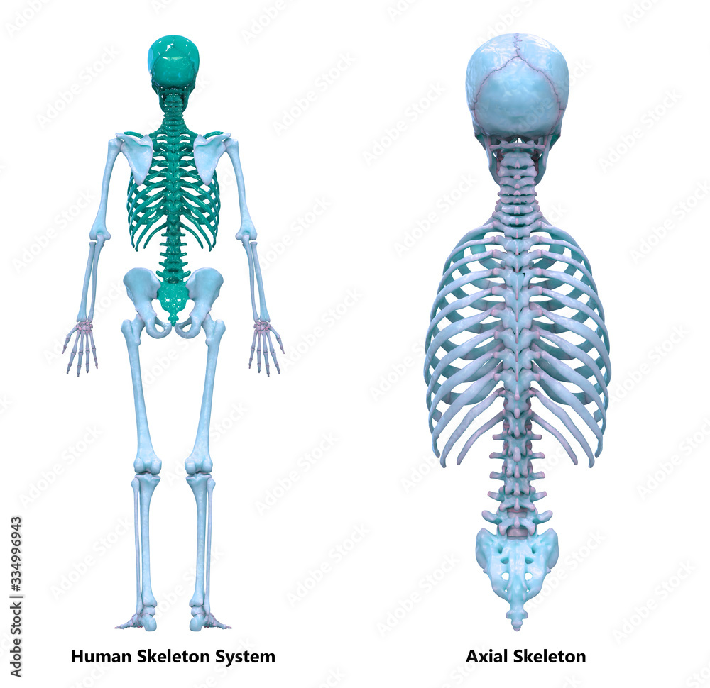 Human Skeleton System Axial Skeleton Anatomy Stock Illustration | Adobe ...